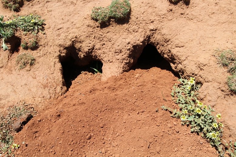 RabbitScan > Welcome to RabbitScan for the ACT