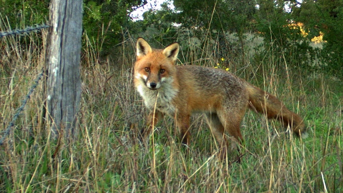 FoxScan > Welcome to the Menangle Fox Mapping Program