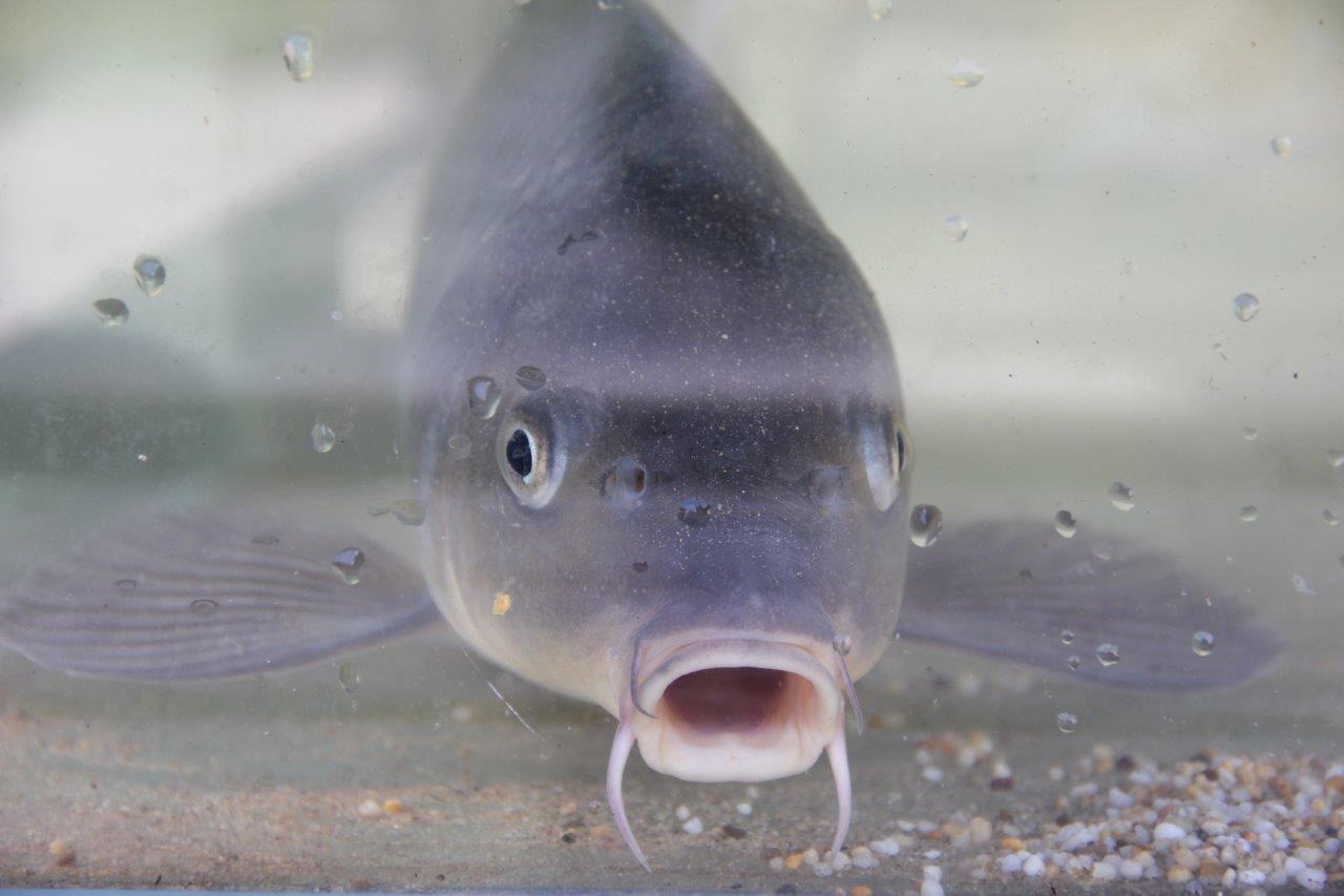 FeralFishScan > Welcome to the Upper Murrumbidgee FeralFishScan Homepage