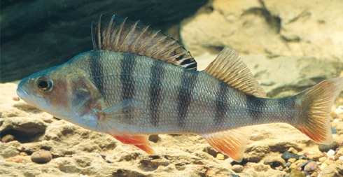 FeralFishScan > * Redfin perch large