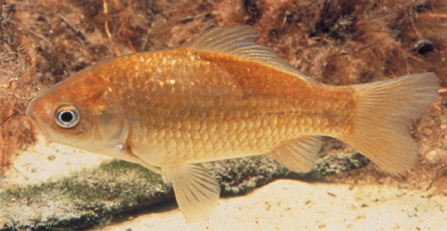 FeralFishScan > Identifying feral fish