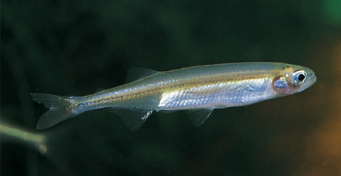 FeralFishScan > * Species that look like Eastern Gambusia