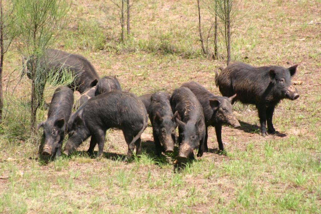 Home Star Cooking: New Invasive Species being served up by Chefs Worldwide